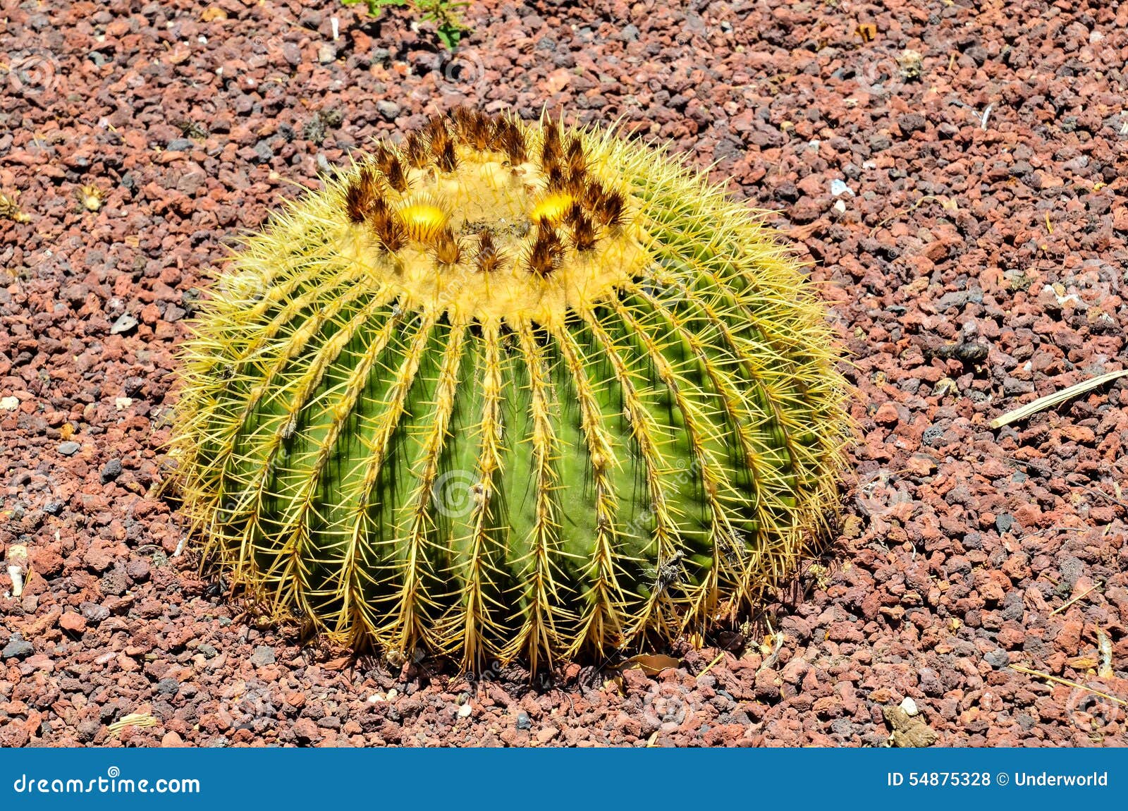 Round Succulent Plant stock photo. Image of growth, ball - 54875328