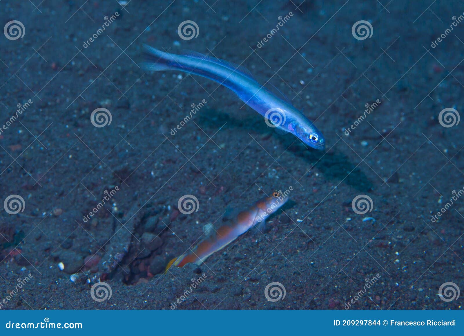 Round-Tailed Dart Goby Ptereleotris Sp.1 Stock Photo - Image of ...
