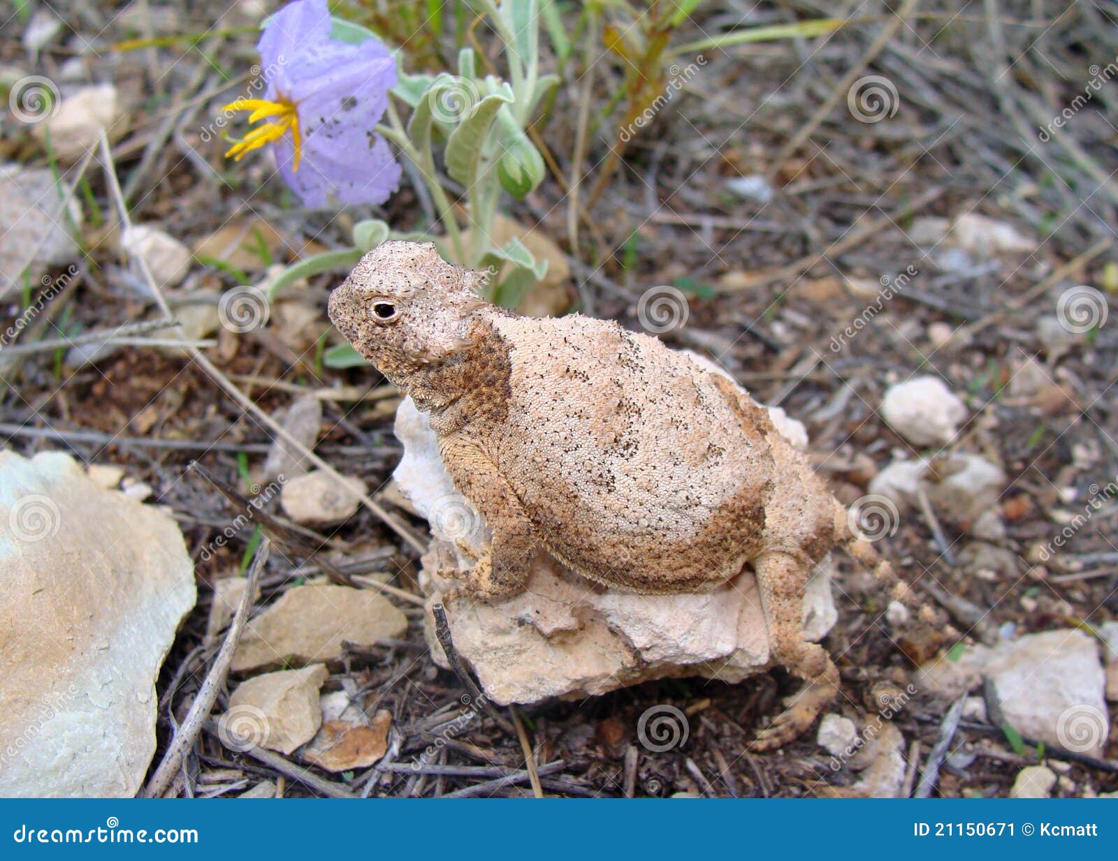 Round-tailed Horned Lizard, Phrynosoma Modestum Stock Image - Image of ...