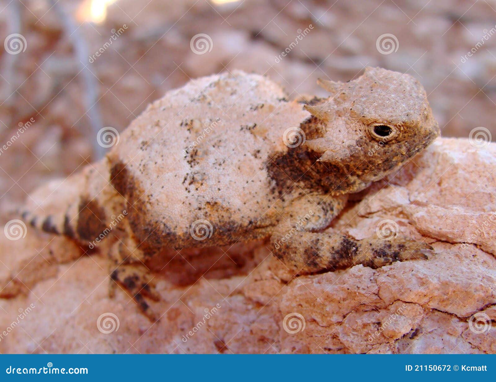 Round-tailed Horned Lizard, Phrynosoma Modestum Stock Photo - Image of ...