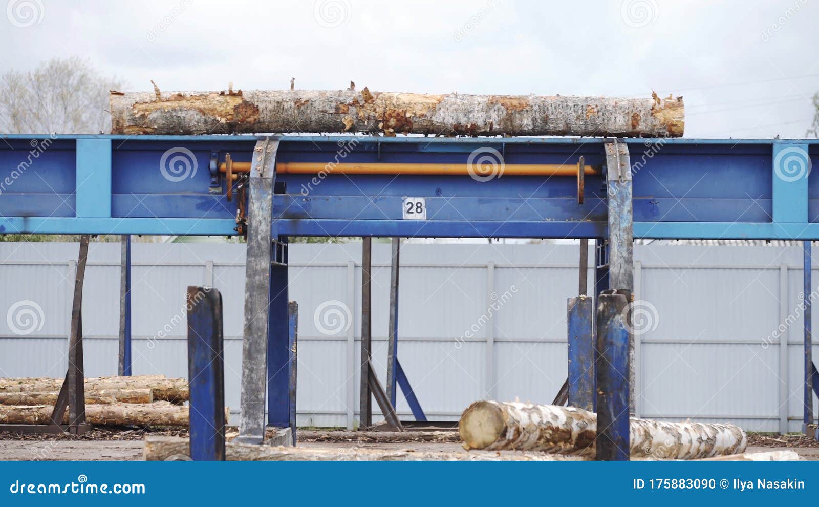 Round Timber Logs Preparation Sorting Processing at Sawmill. Wheel ...