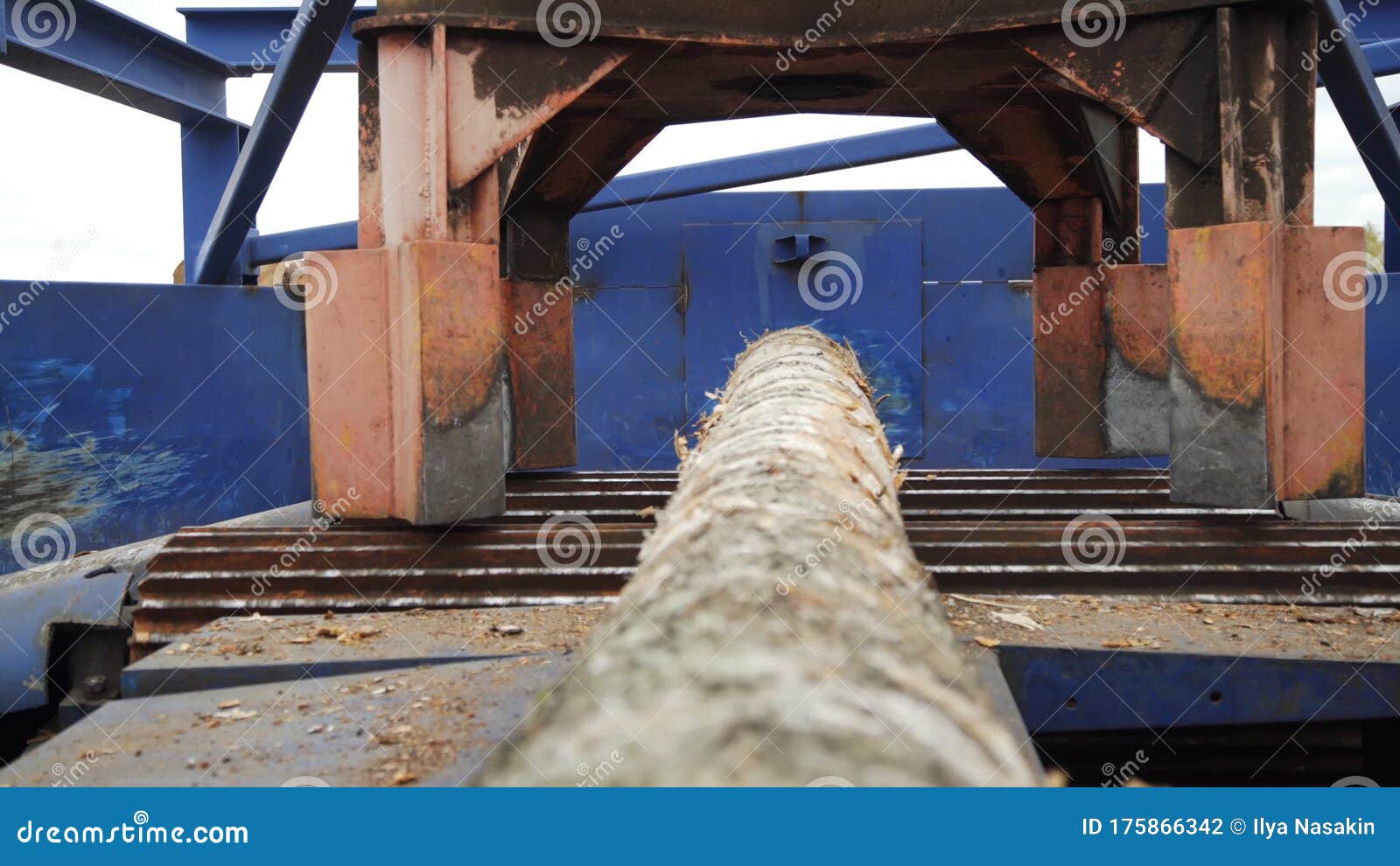 Round Timber Logs Preparation Sorting Processing at Sawmill. Wheel ...