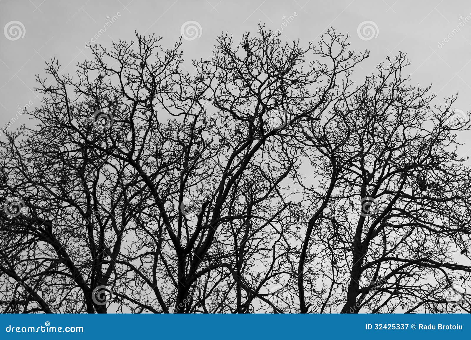 Round walnut tree stock image. Image of outdoor, background - 32425337