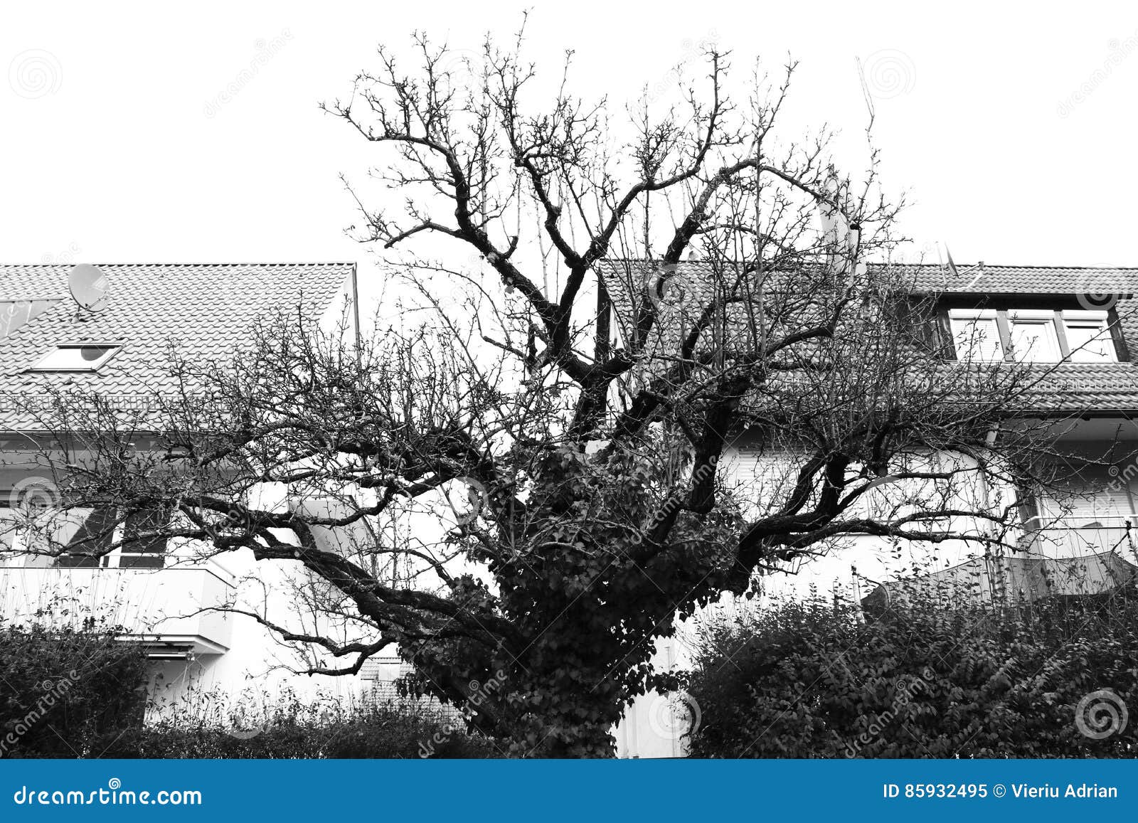 Round Tree Black White House Tree Reflection in Water Stock Image ...