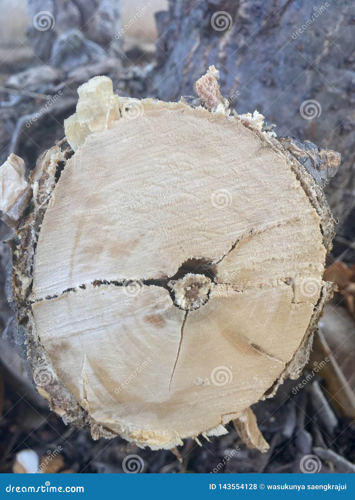 Wood cutting stock photo. Image of round, cutting, tree - 143554128