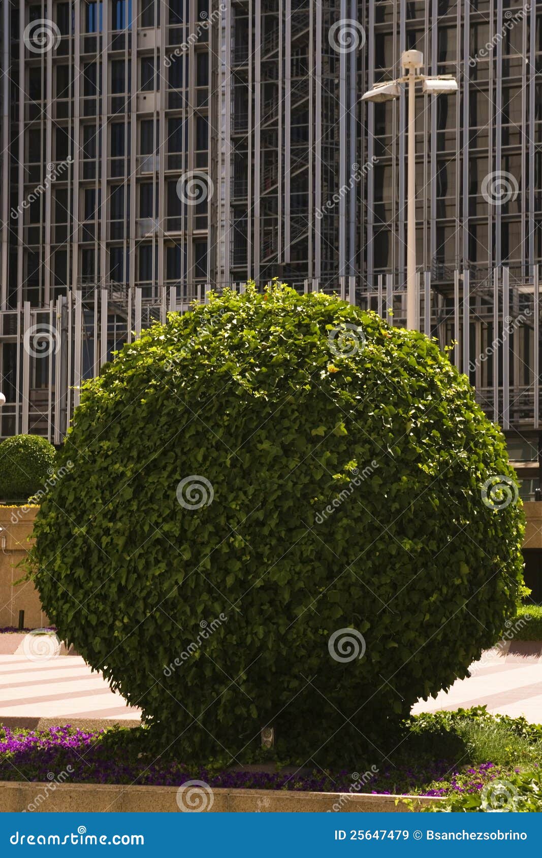 Round Tree in Front of Building Facade Stock Image - Image of garden ...
