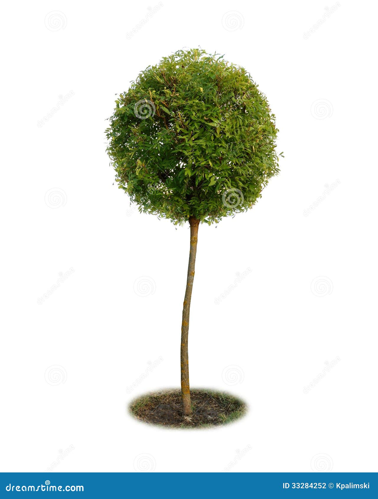 Round Tree Stock Photography | CartoonDealer.com #21553802