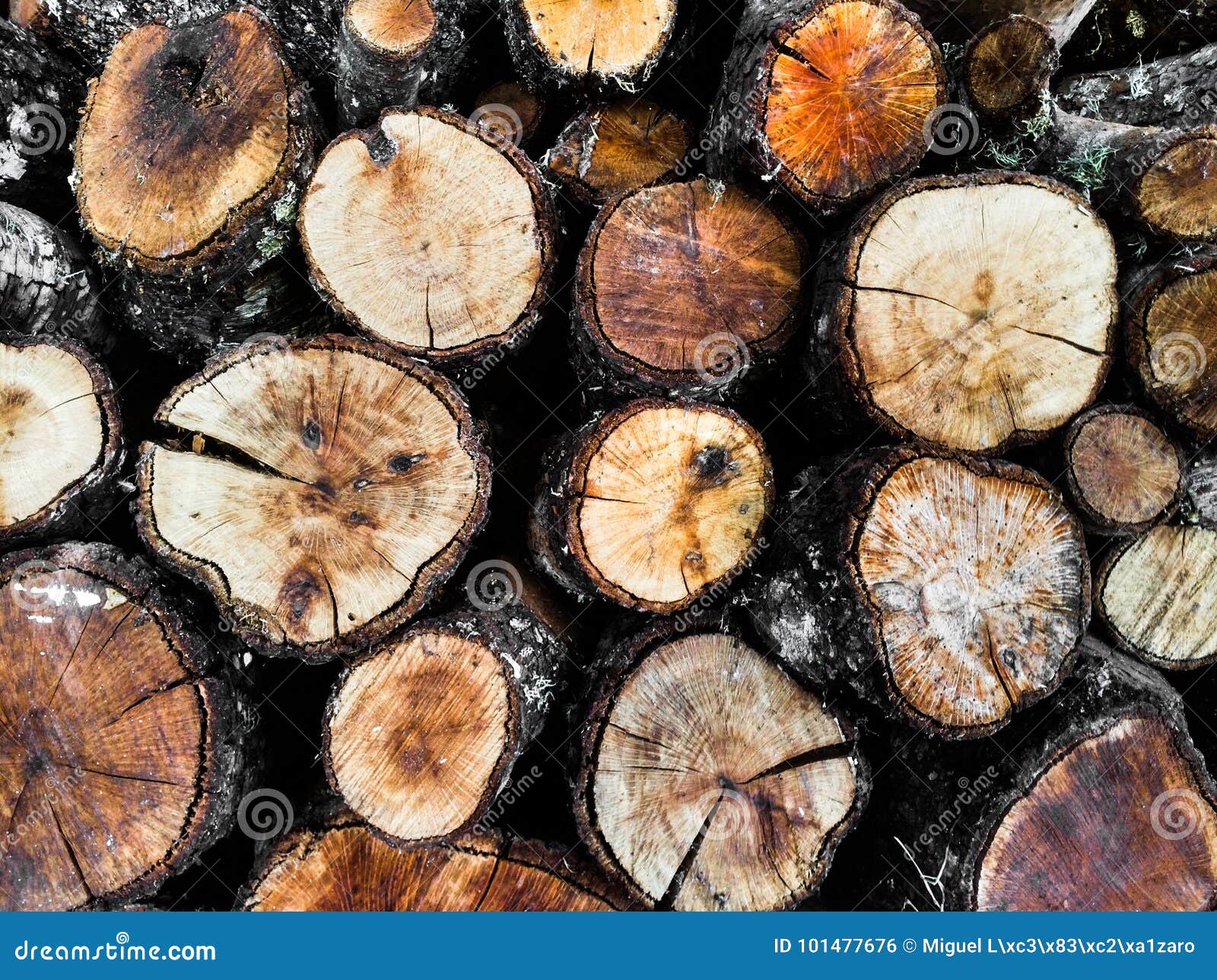 Round tree logs stock photo. Image of pine, ends, abstract - 101477676