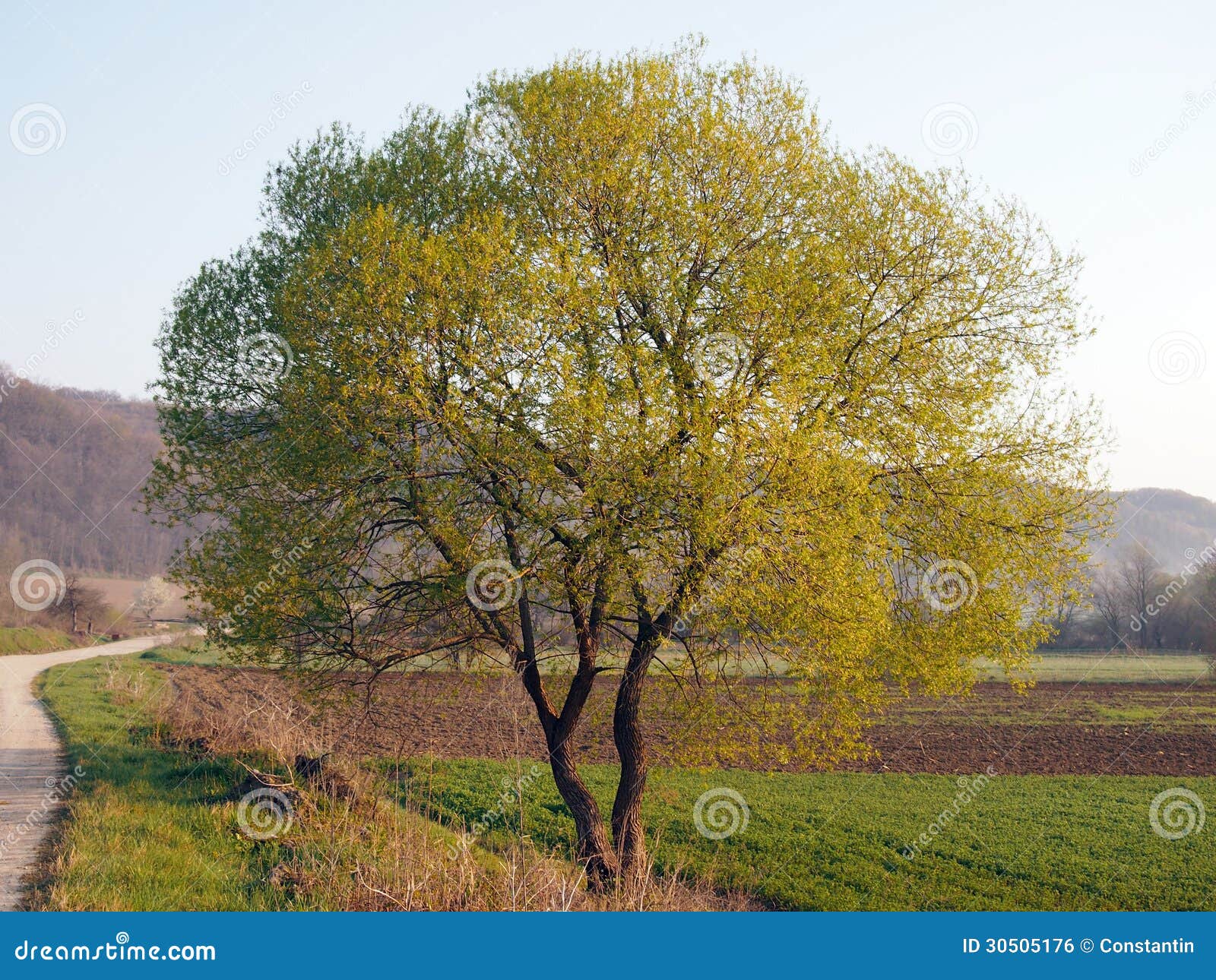 Round tree stock photo. Image of botanic, graphic, flora - 30505176
