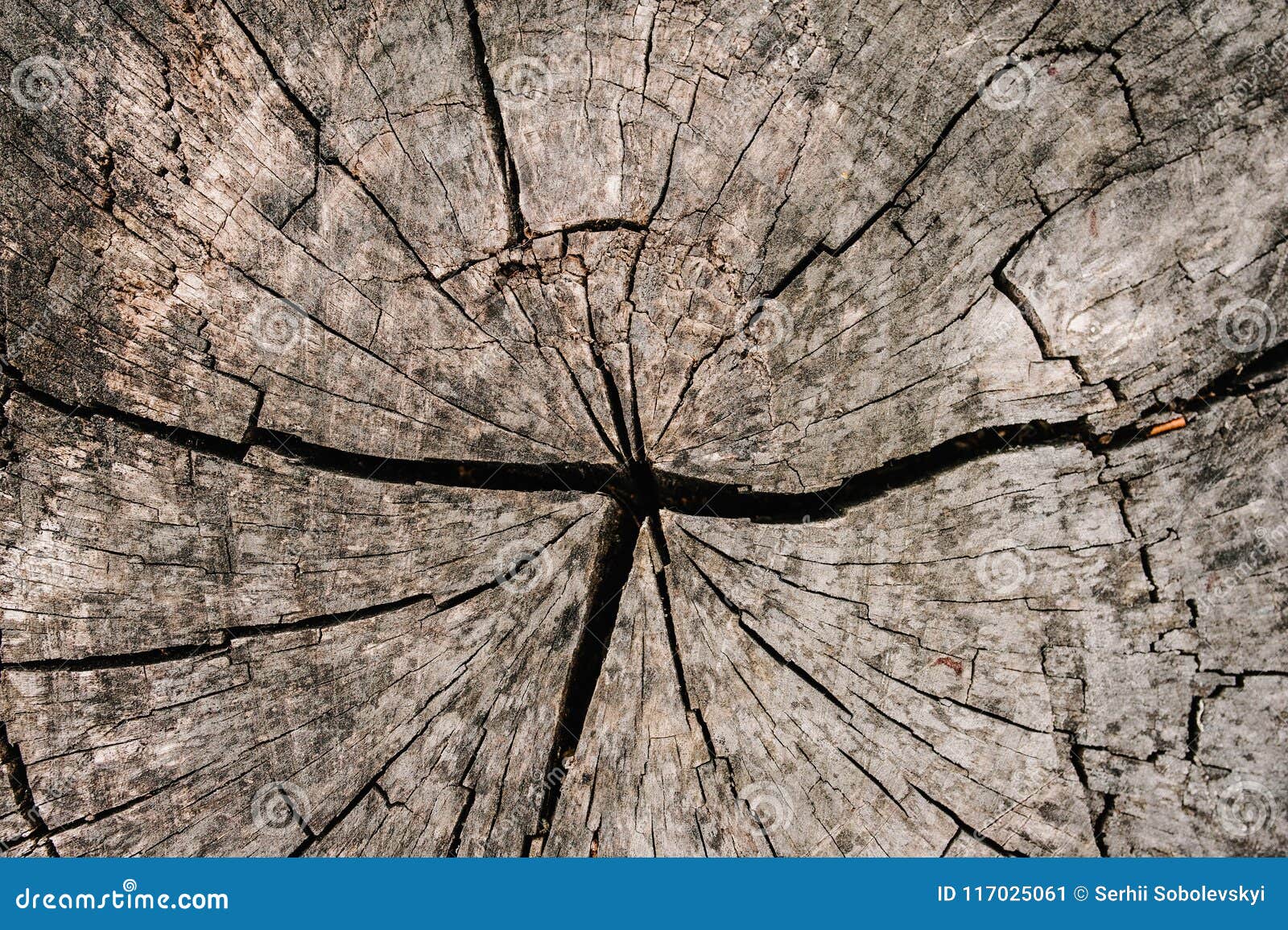 Basic Tree Biology: Leaf Veins Stock Image | CartoonDealer.com #74731177