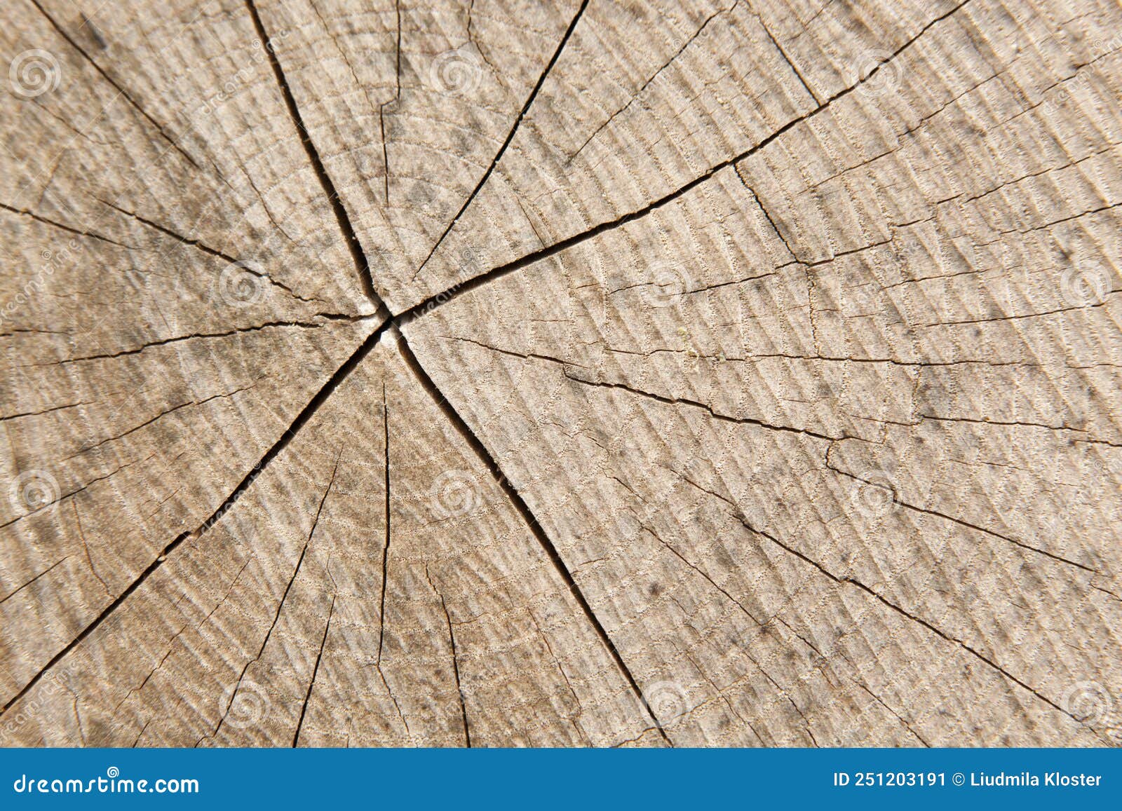 Round Trunk of an Old Tree with a Beautiful Structure Stock Image ...