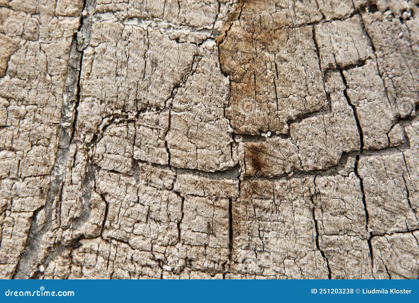 Round Trunk of an Old Tree with a Beautiful Structure Stock Photo ...