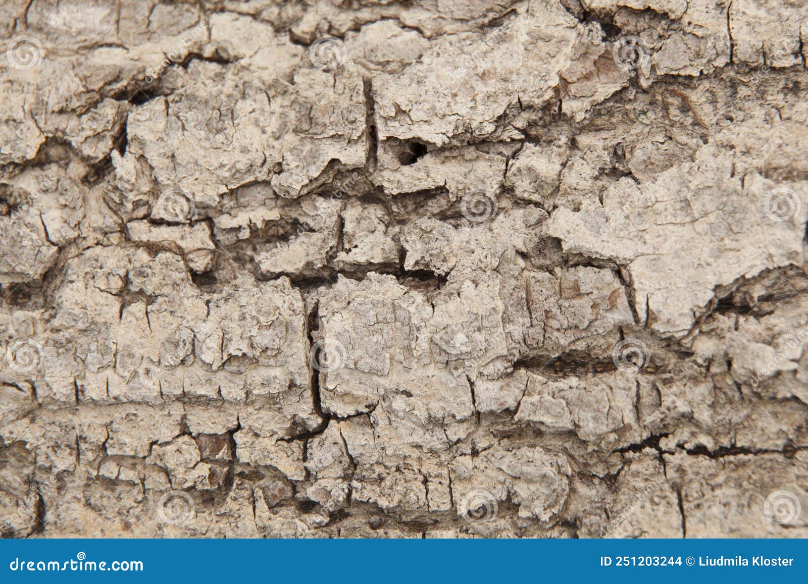 Round Trunk of an Old Tree with a Beautiful Structure Stock Photo ...