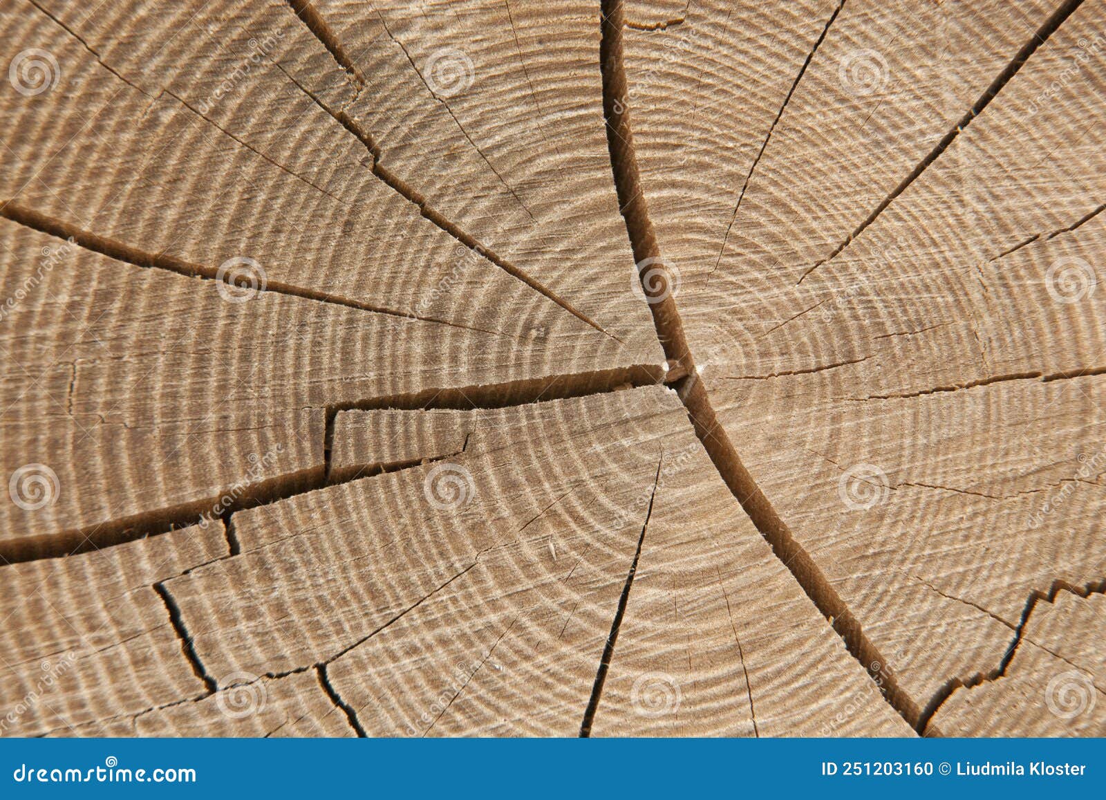 Round Trunk of an Old Tree with a Beautiful Structure Stock Photo ...
