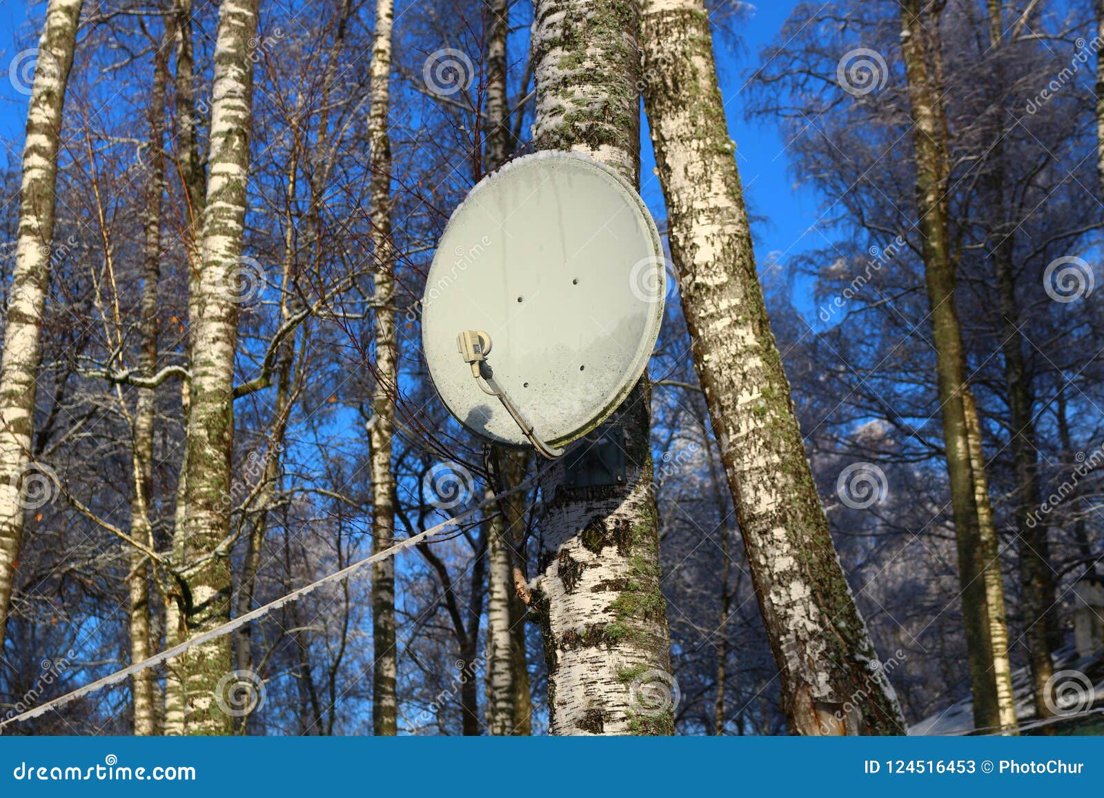 Round TV Antenna on the Tree Stock Image - Image of direction, outdoor ...