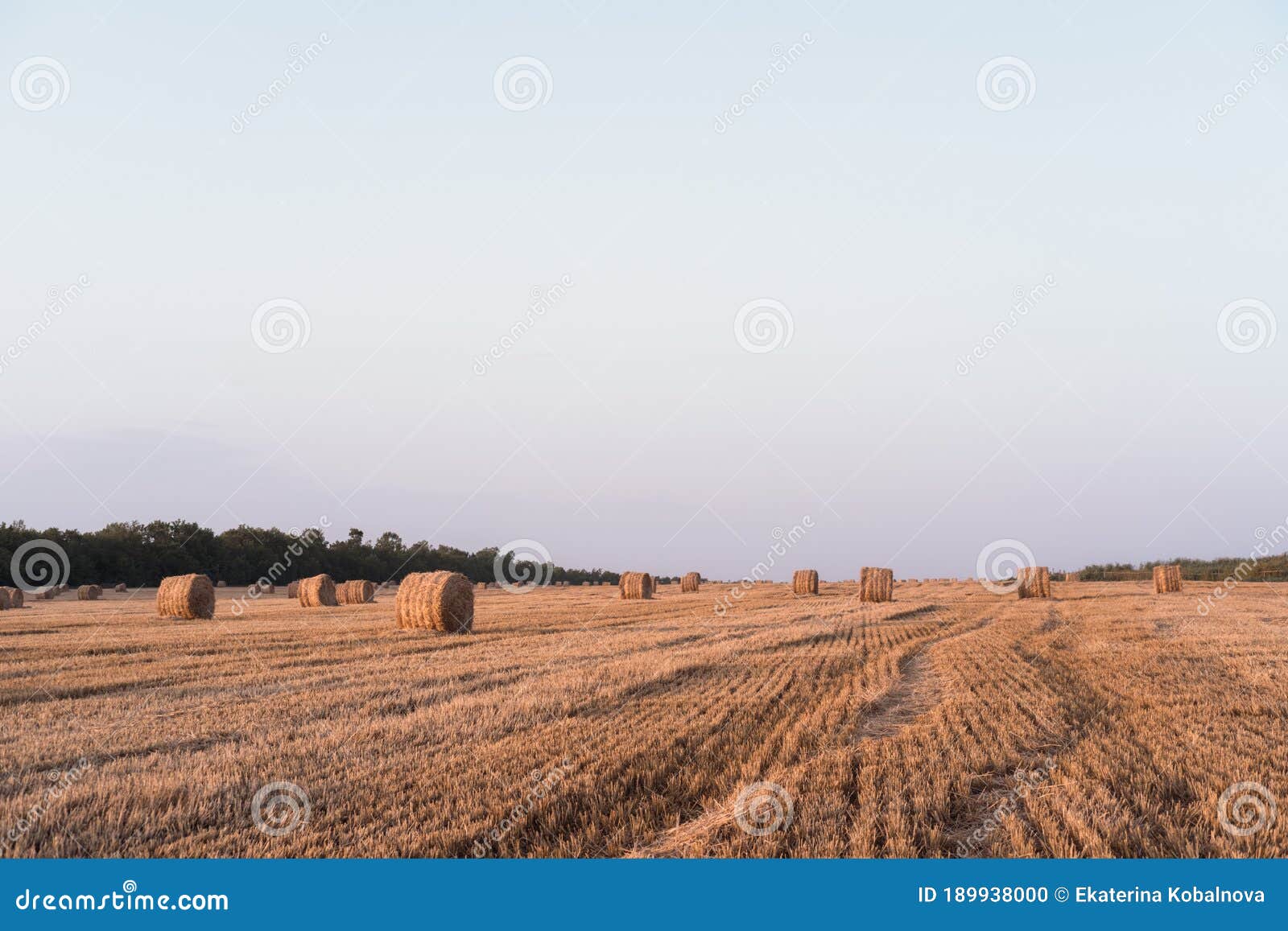 A Round Twisted Straw Haystack in a Field. Orange Mown Wheat Field. a ...