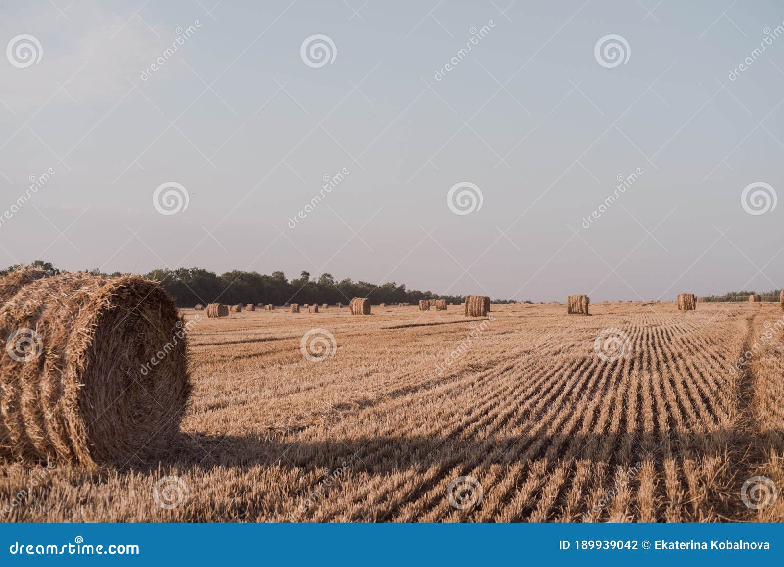 A Round Twisted Straw Haystack in a Field. Orange Mown Wheat Field. a ...