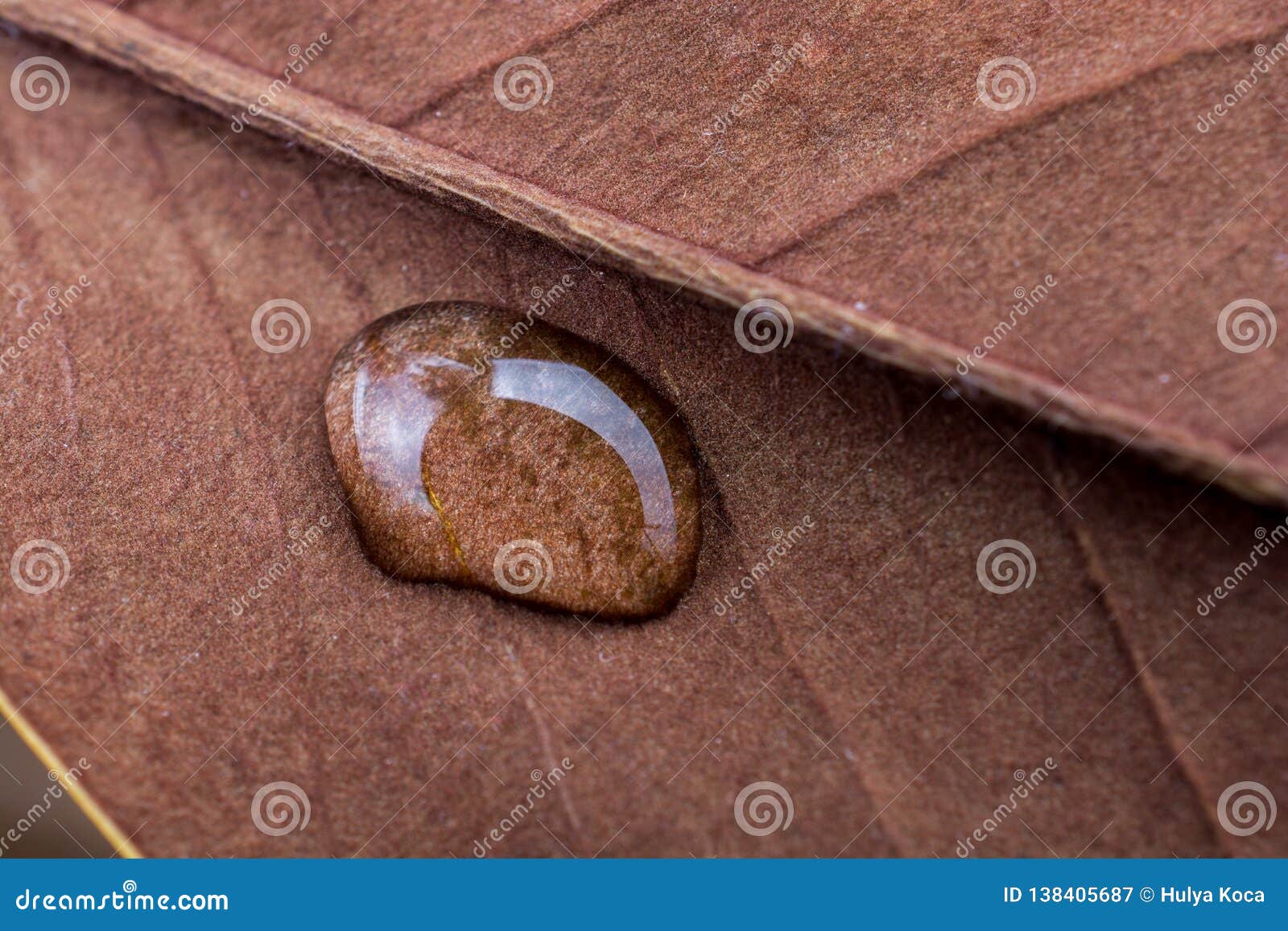 Round Water Drop in Close-up on a Leaf Background Stock Image - Image ...