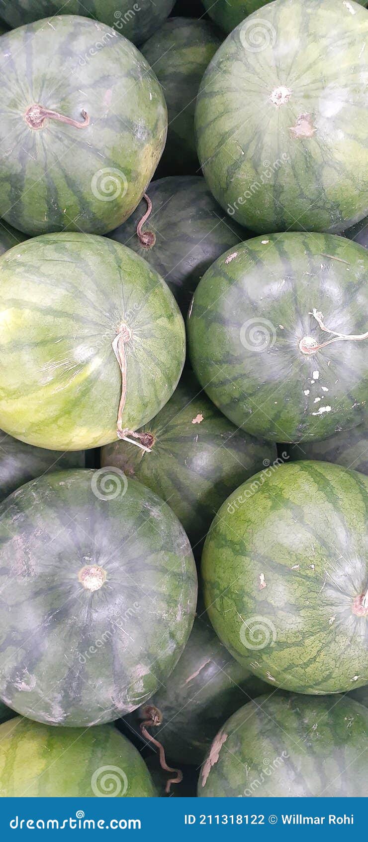 Round of watermelon stock photo. Image of orange, produce - 211318122
