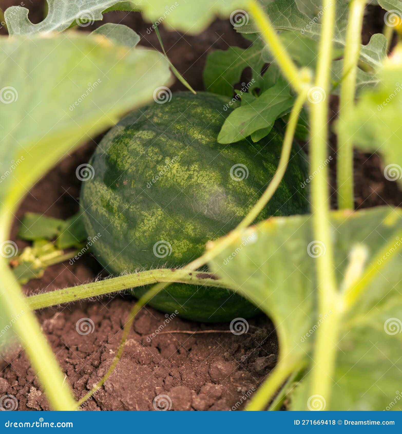 Round Watermelon Grows on the Soil of the Garden. Nature Stock Photo ...
