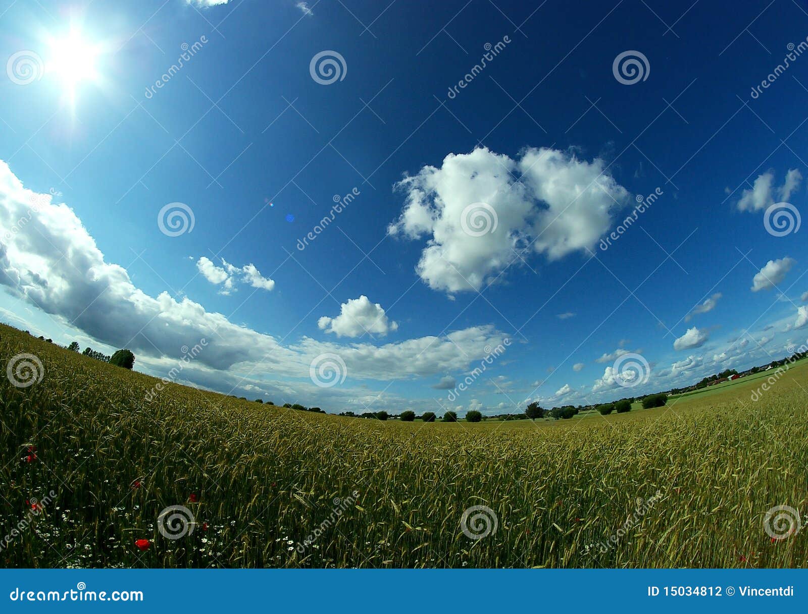 Round wheat field stock photo. Image of green, grass - 15034812