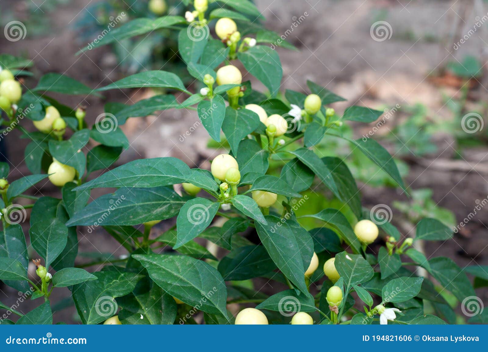 Round White Decorative Hot Pepper on a Bush in the Ground. Growing Hot ...