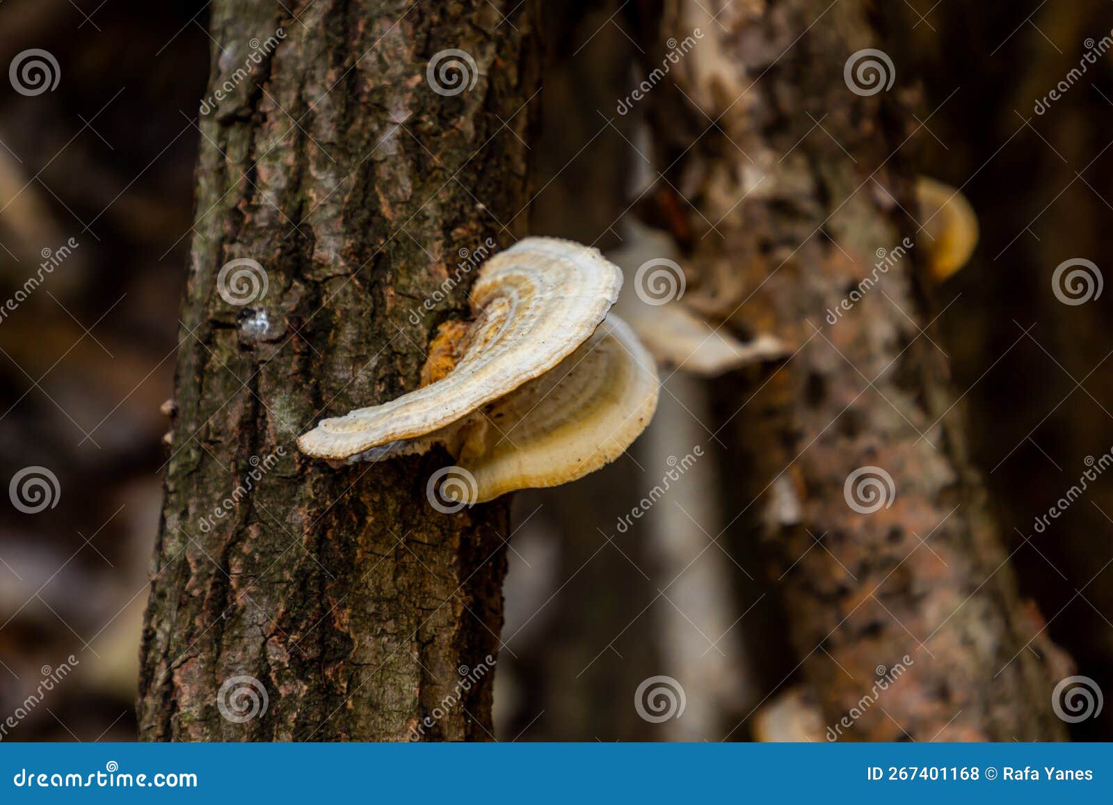 Big White Polypore Mushroom Is Growing On A Chestnut Tree Stump ...