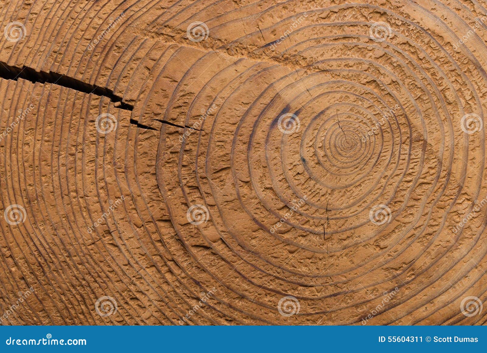 Round Wood Grain in Tree Stump Stock Image - Image of wood ...