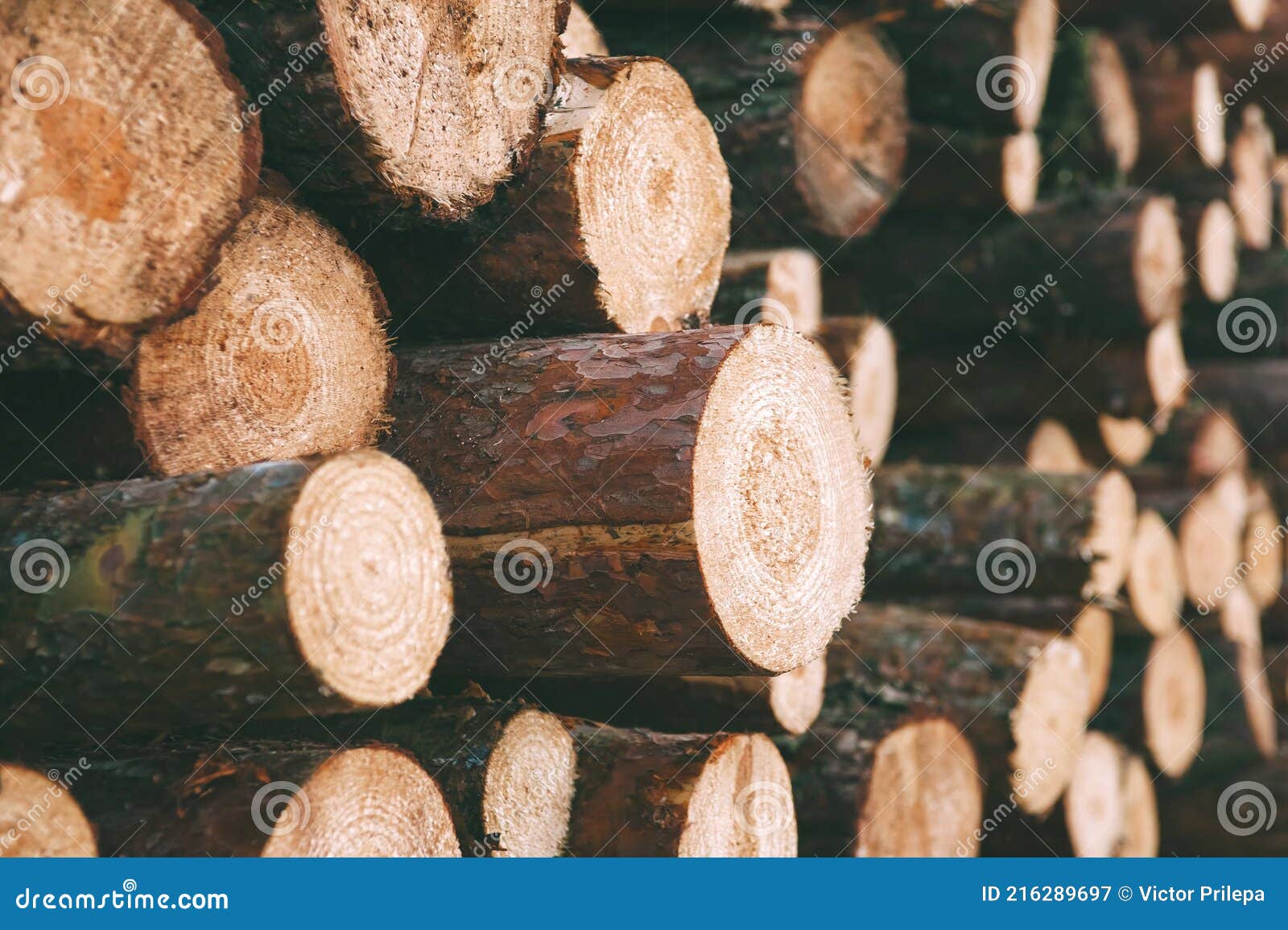 Round Wood, a Stack of Cut Trees. Sectional View from the End of the ...