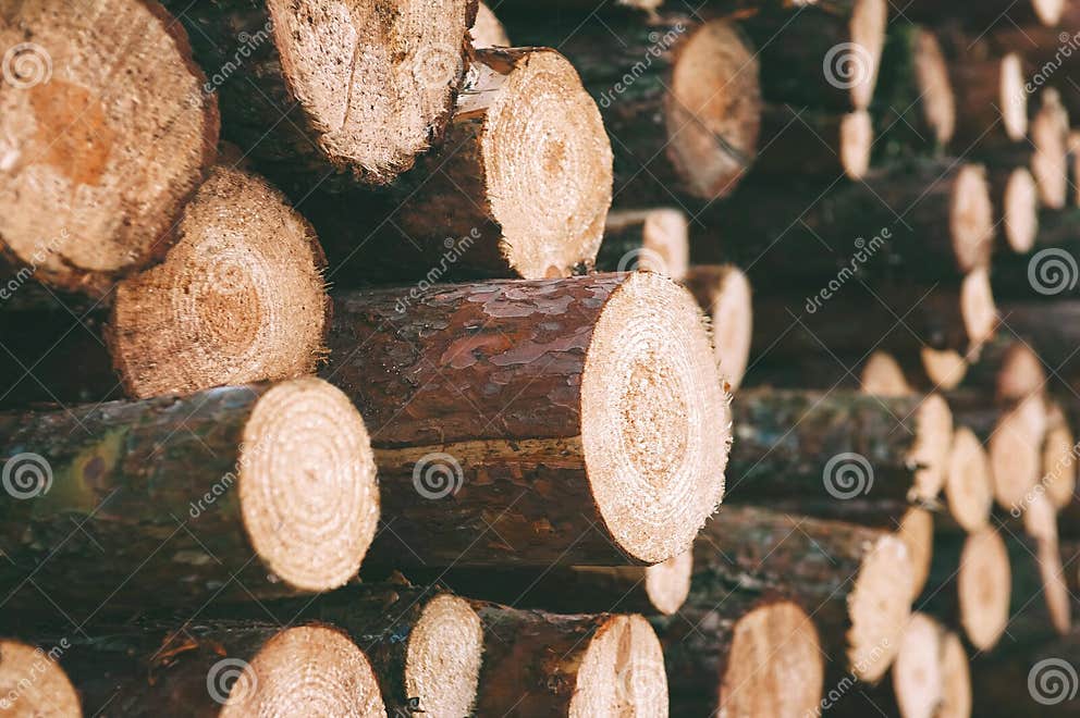 Round Wood, a Stack of Cut Trees. Sectional View from the End of the ...