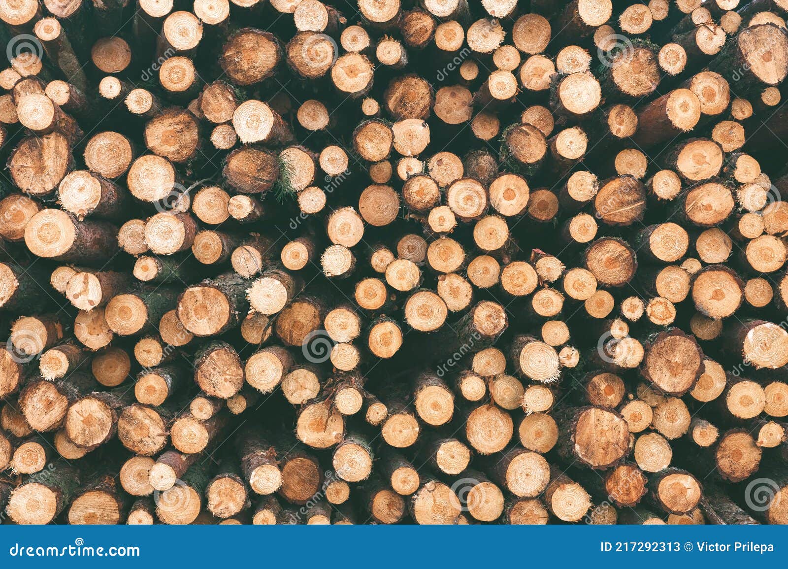 Round Wood, a Stack of Cut Trees. Sectional View from the End of the ...