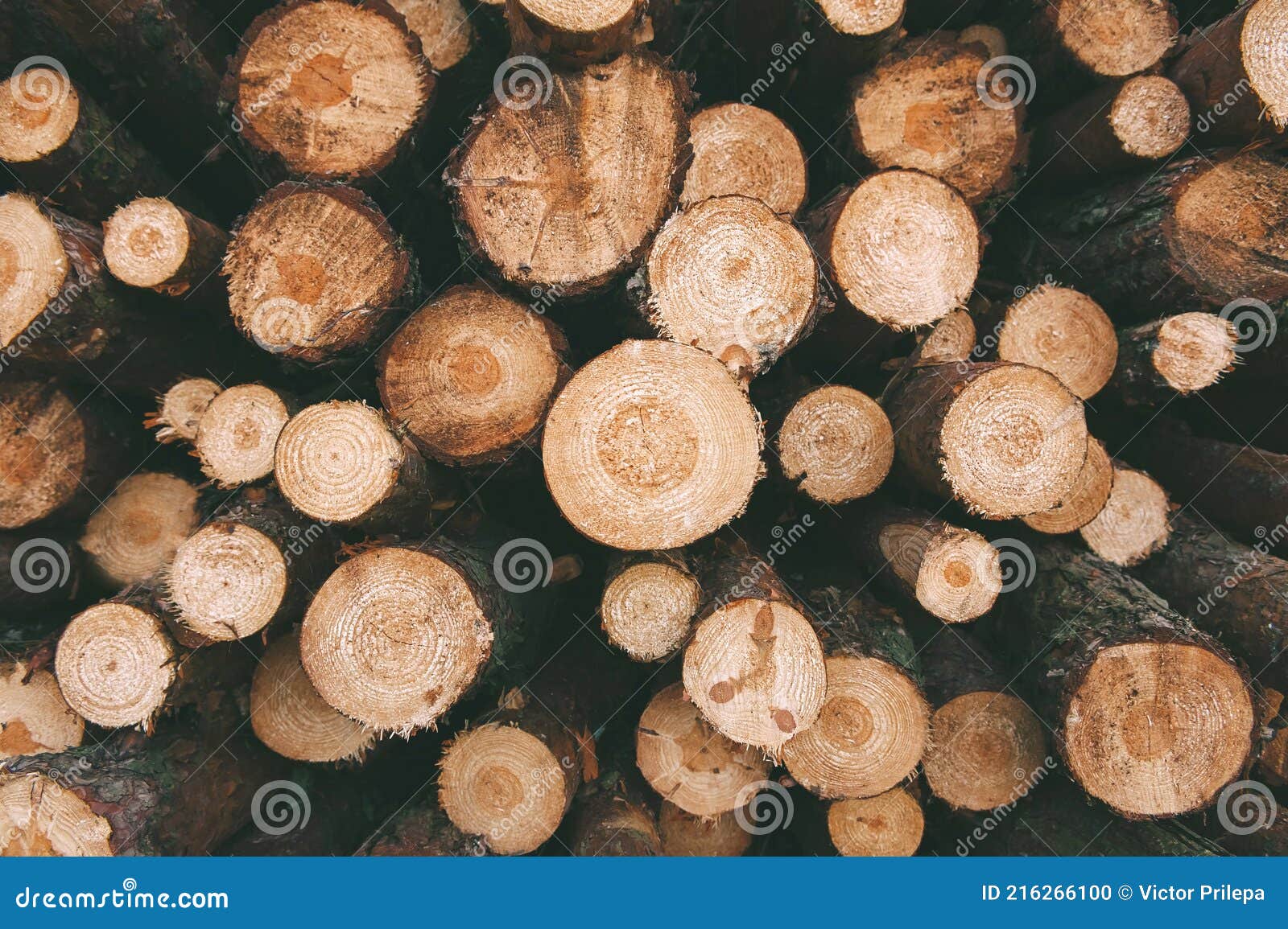 Round Wood, a Stack of Cut Trees. Sectional View from the End of the ...
