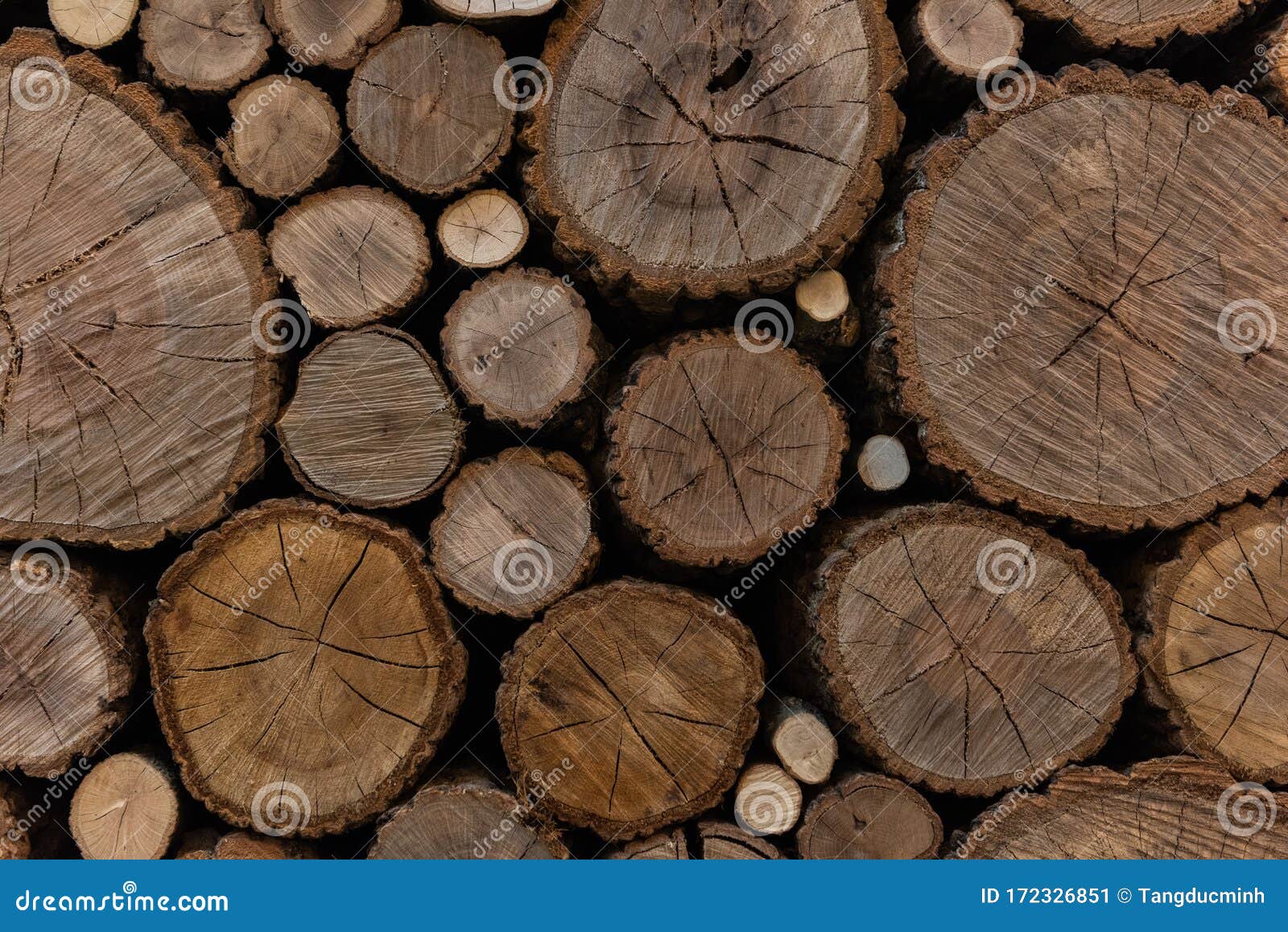 Dry Oak Wood Stem Texture Stock Photo | CartoonDealer.com #104894244