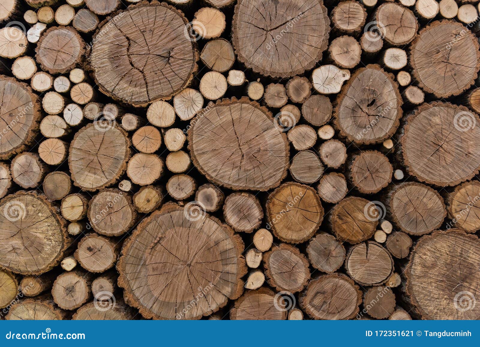 Dry Oak Wood Stem Texture Stock Photo | CartoonDealer.com #104894328
