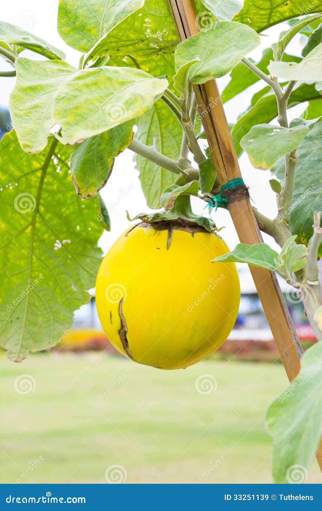 Round yellow zucchini stock image. Image of vitamin, green - 33251139
