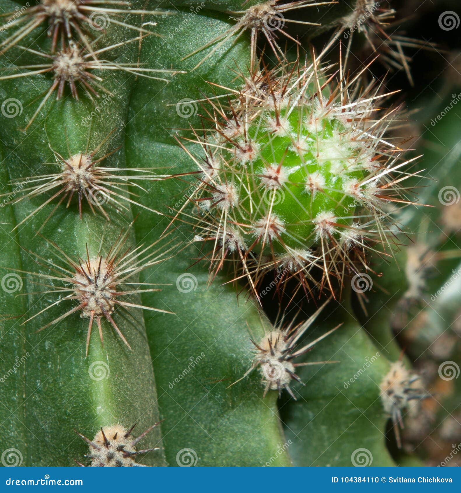 Round Young Cactus with Thorns. Stock Photo - Image of western, flower ...