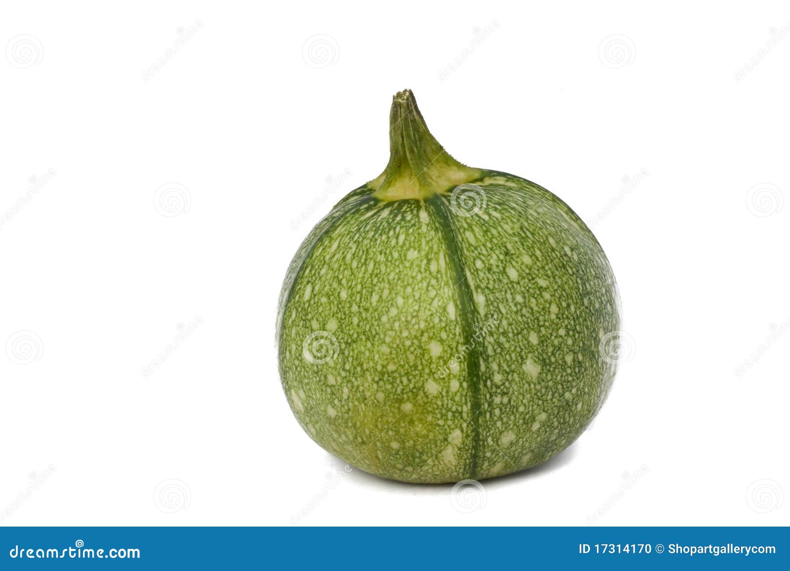 Round Zucchini stock photo. Image of cucurbita, green - 17314170
