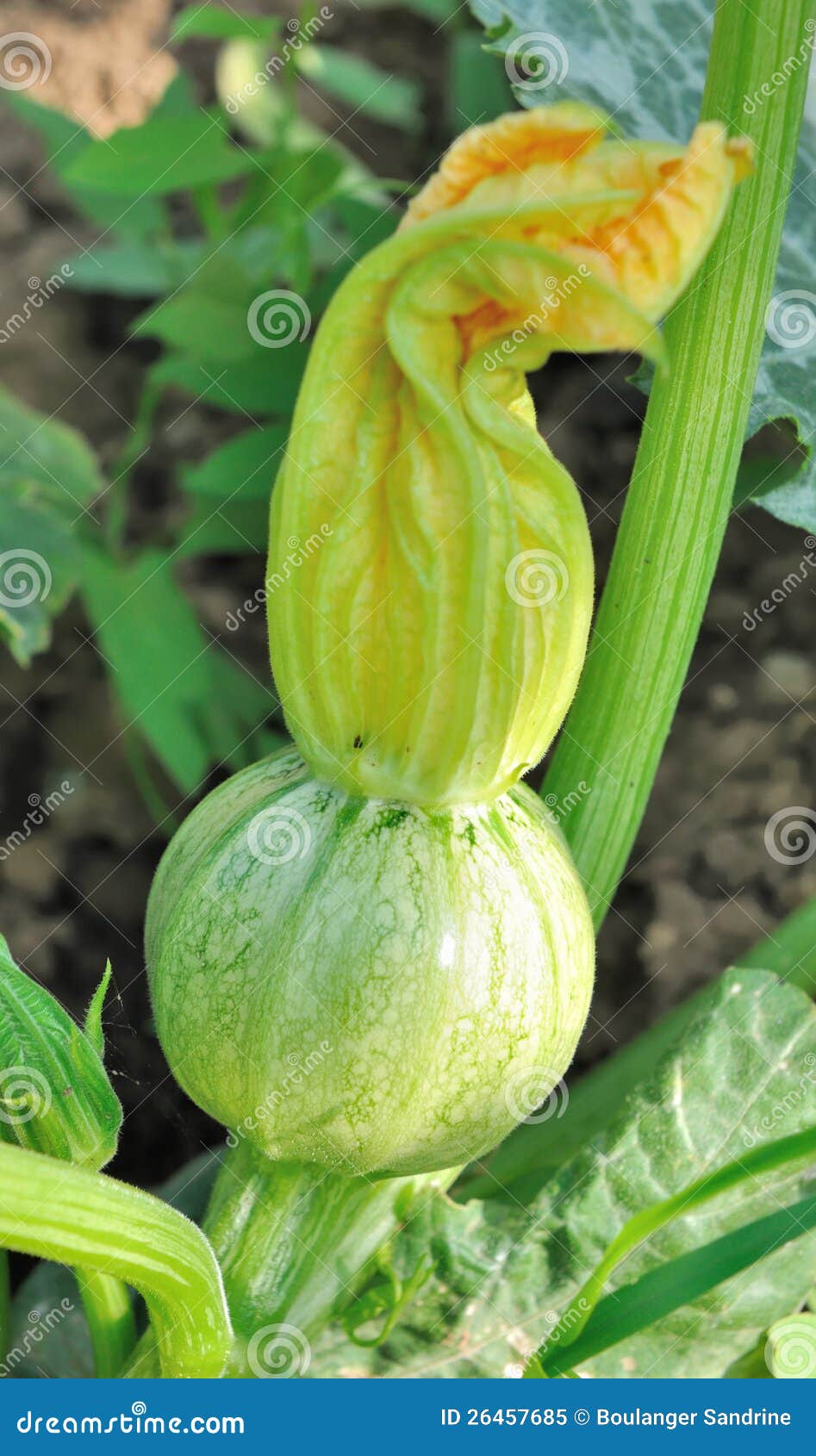 Round zucchni stock image. Image of foot, zucchini, garden - 26457685