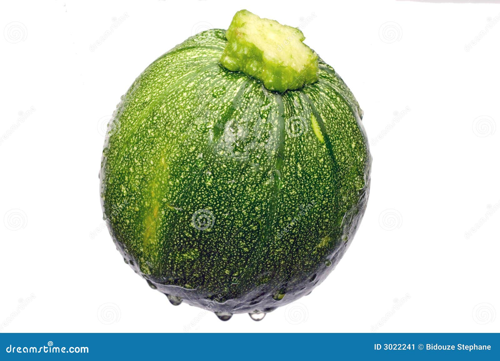 Round zuchinni courgette stock image. Image of dewdrops - 3022241