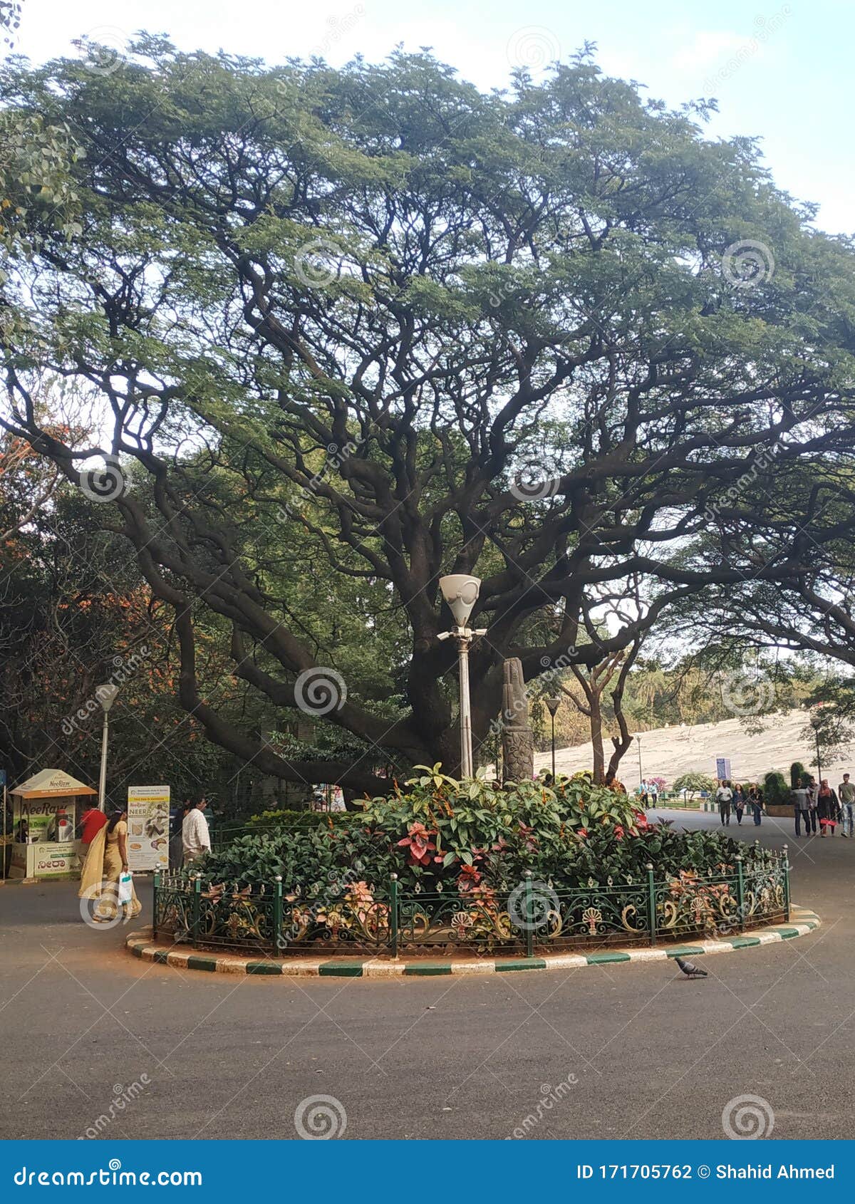 Roundabout, Plants, Greenery, Trees, Road, People Editorial Photography ...