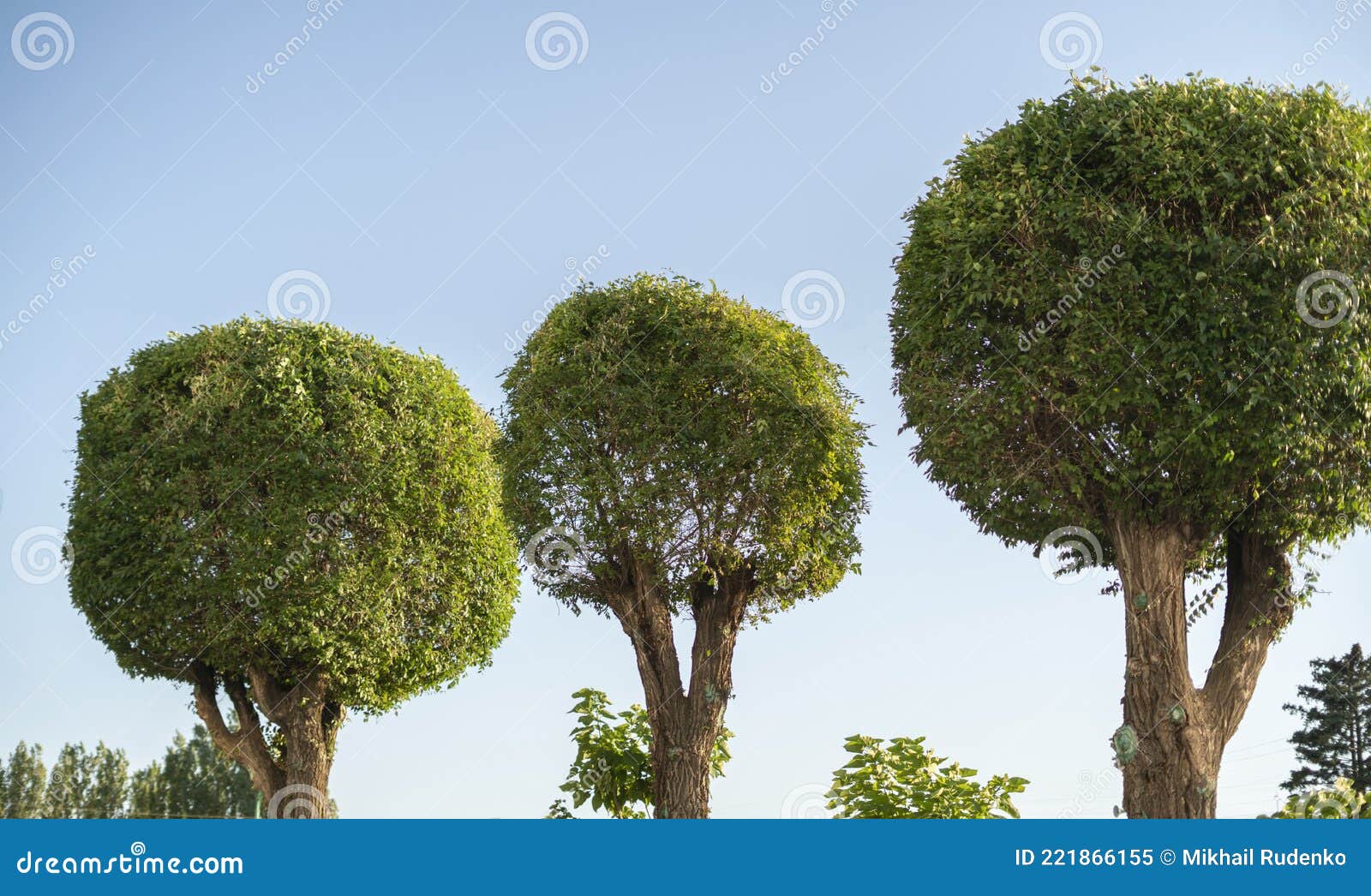 Rounded or Ball Shape Tree Outdoor, Style Cut Form Wood in the Park ...