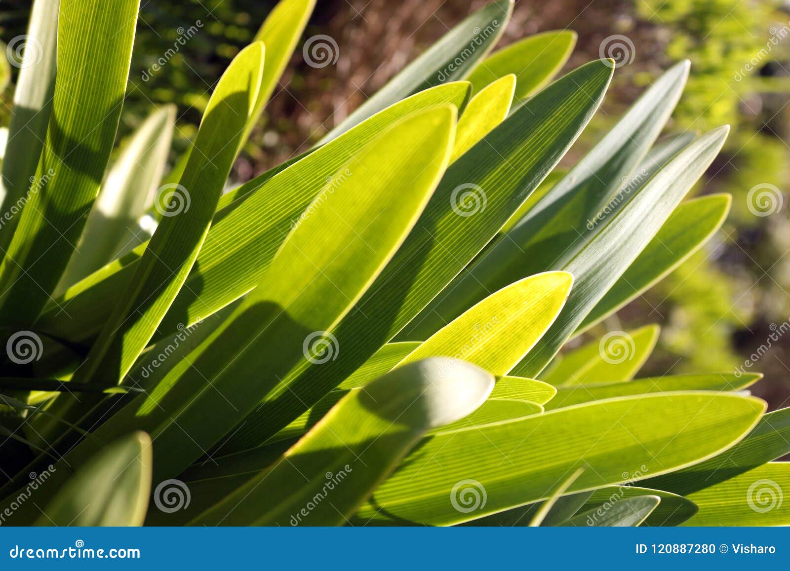 Green Leaf Blades stock photo. Image of leaf, beauty - 120887280