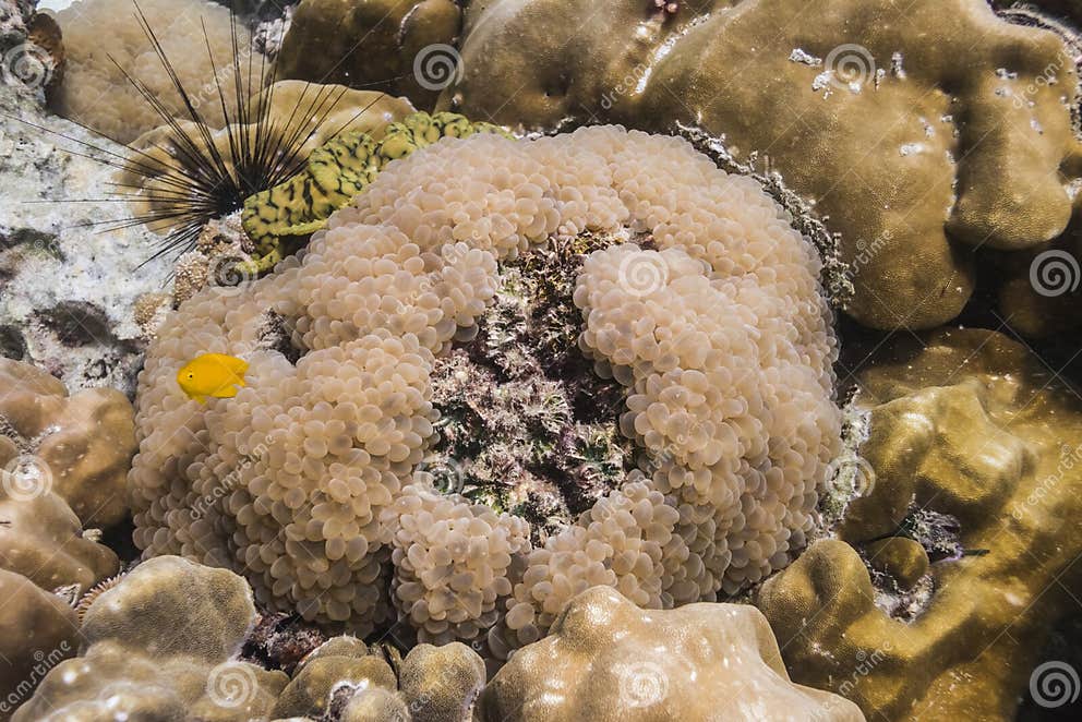 Rounded bubblegum coral stock photo. Image of nature - 29319726