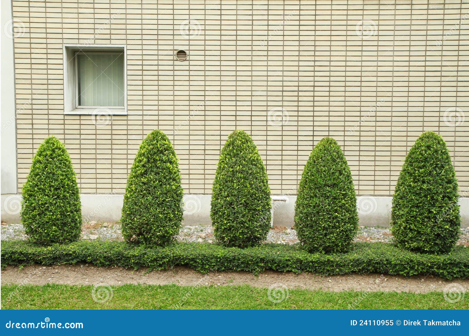 Rounded bush stock image. Image of life, growth, landscape - 24110955