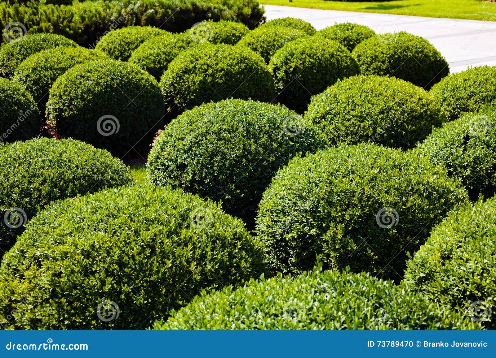 Rounded evergreen shrub stock photo. Image of green, decoration - 73789470