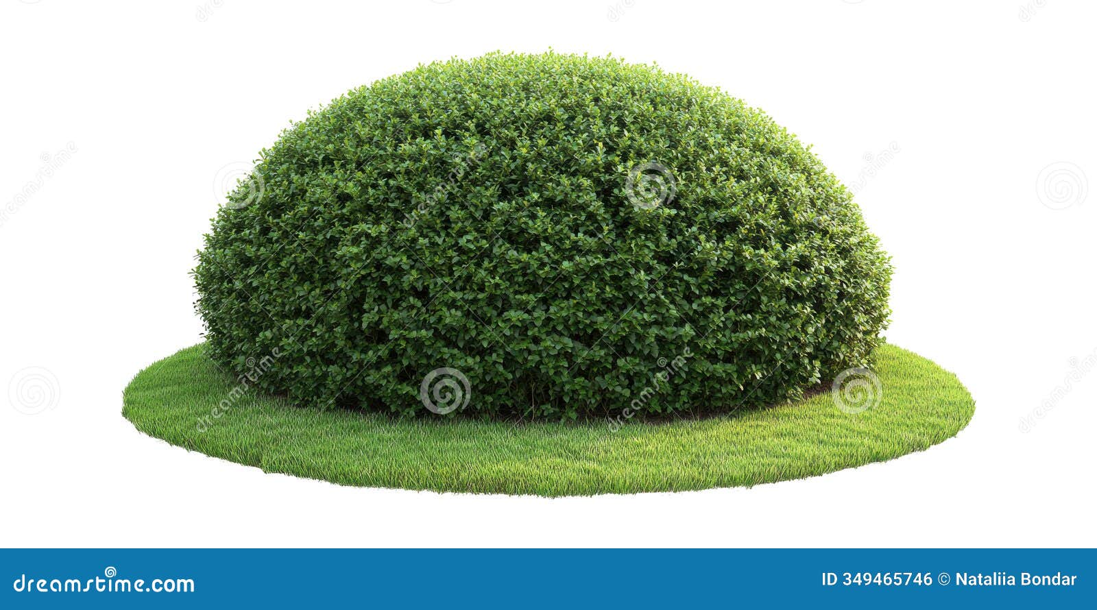 Rounded Green Bush Isolated on Transparent Background Stock Photo ...