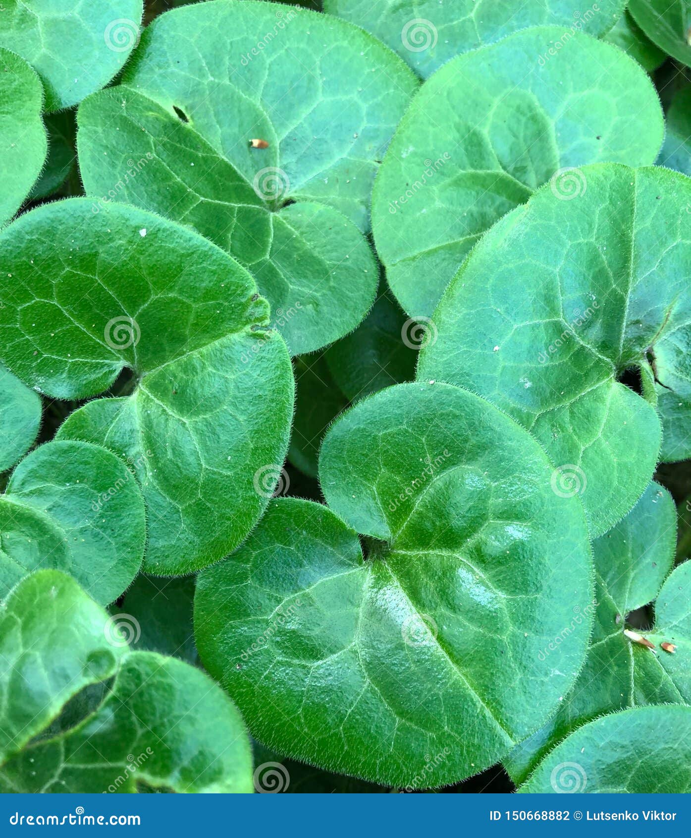 Rounded Green Leaves of Asiatic Pennywort Stock Photo - Image of ...