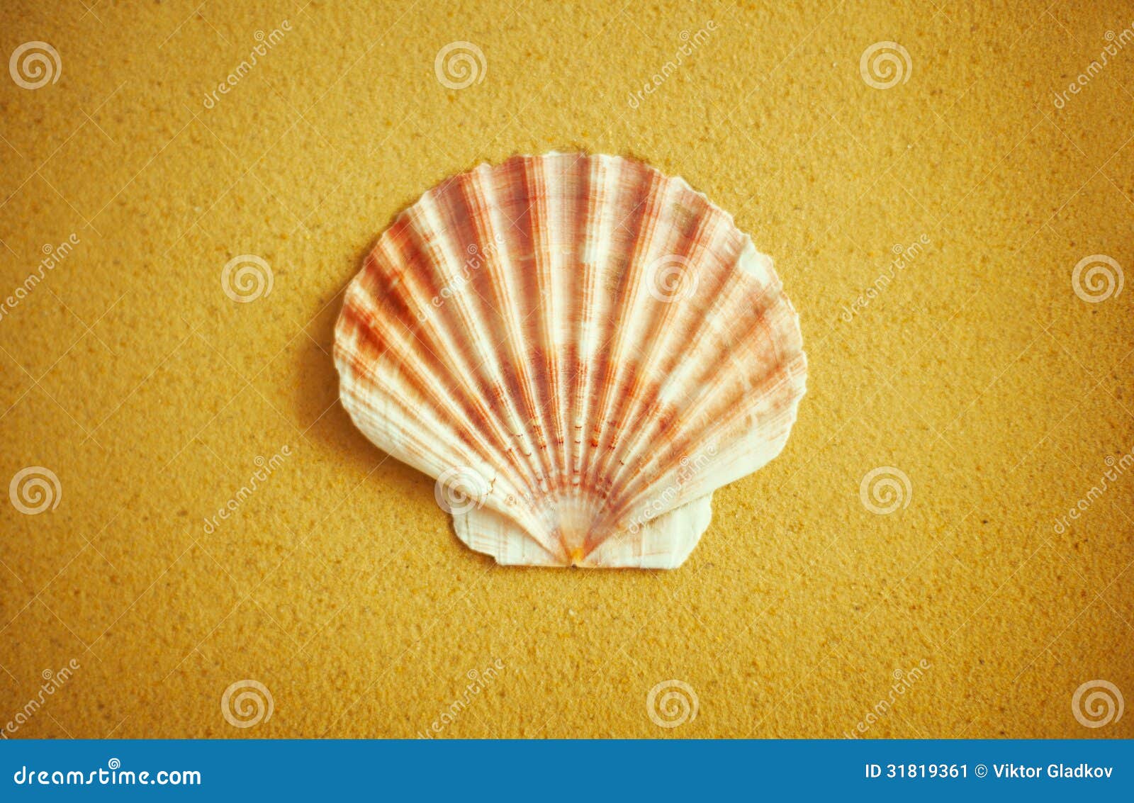 Rounded Half of Scallop Shell on Sand Stock Image - Image of seashell ...