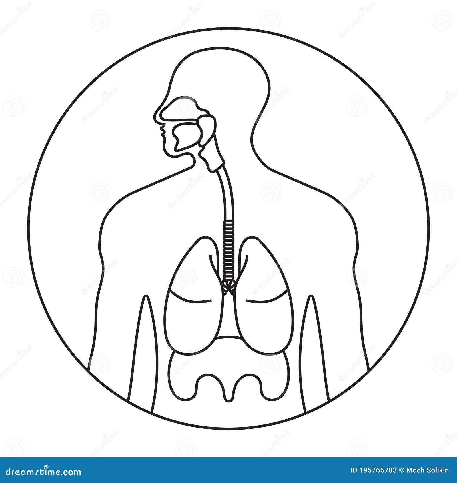 Rounded The Human Respiratory System Or Respiratory Tract Thin Line ...