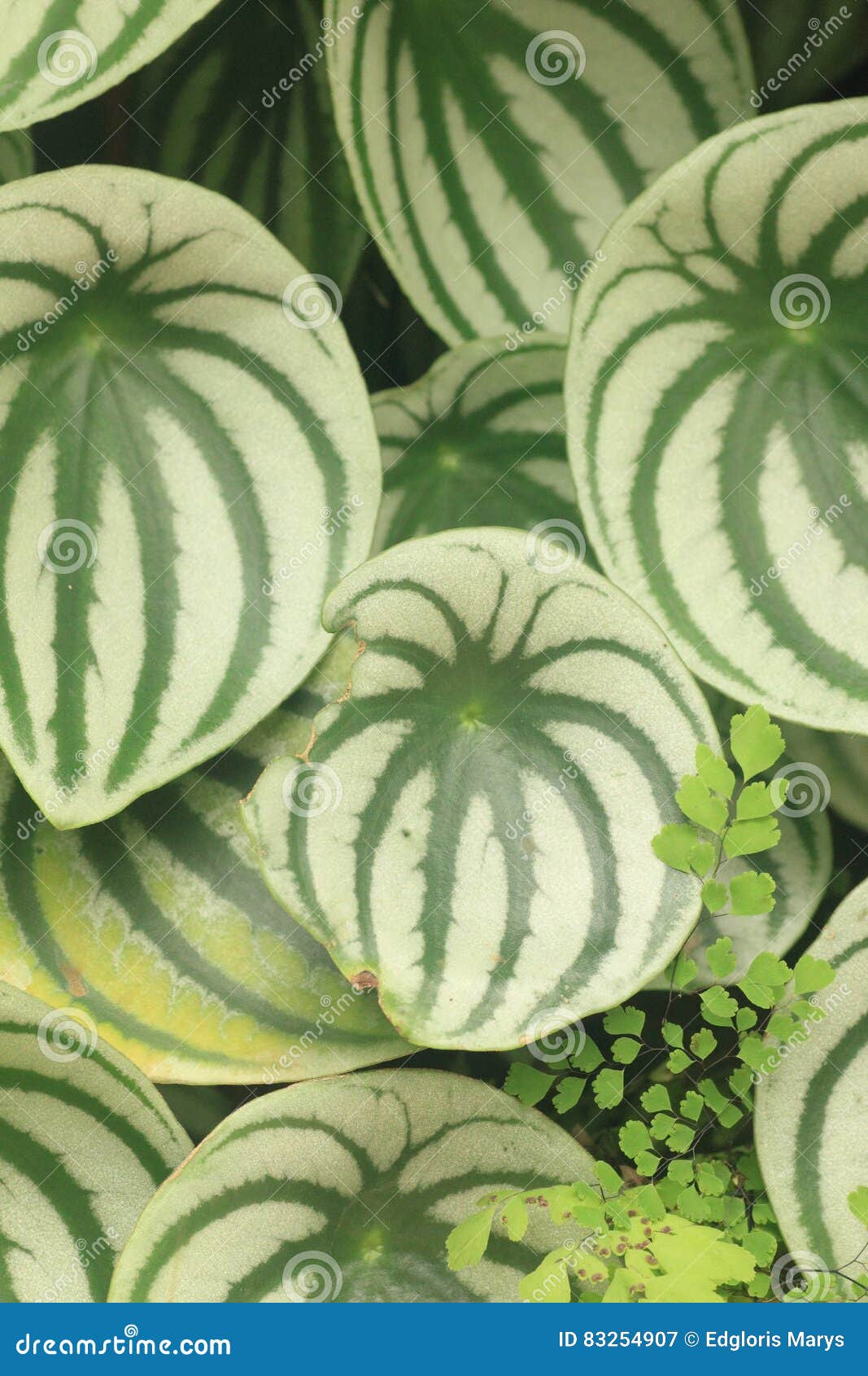 Rounded leaves stock image. Image of connection, awareness - 83254907